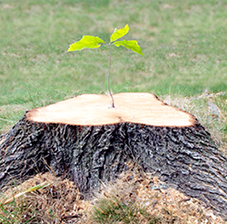 More Stumps - Mark McMillionMark McMillion